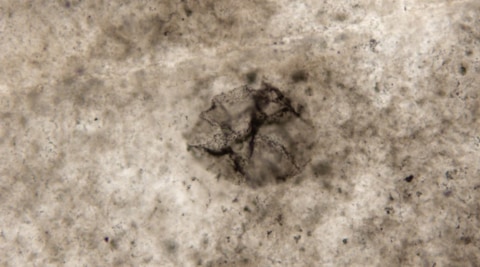 Ancient life forms that survived without oxygen found | Technology News ...