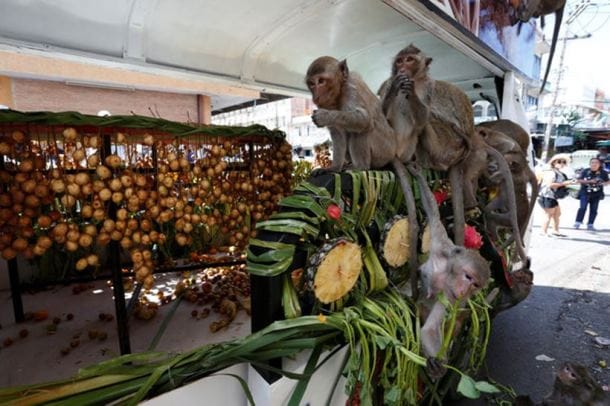 Inside Thailand’s unique Monkey Buffet Festival 2016 | Lifestyle ...