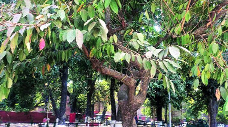 Why the humble Harad is the ‘king of medicinal plants’ | Cities News ...