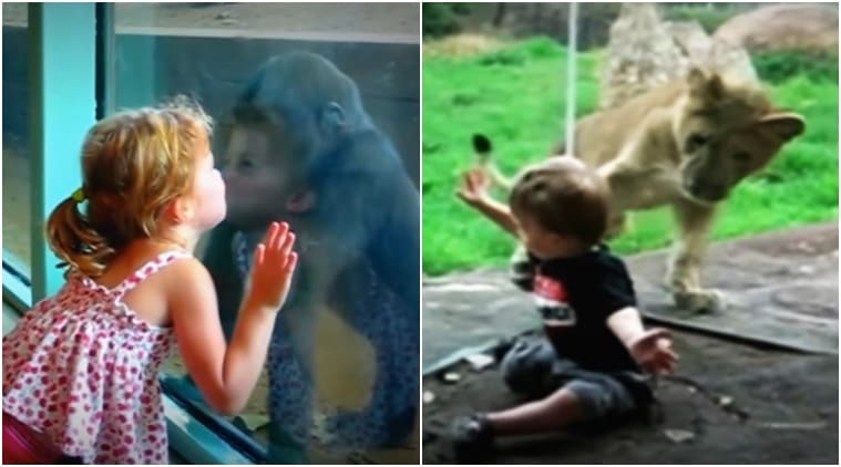 WATCH: These adorable kids messing around with animals in zoo will ...