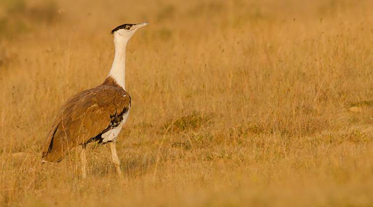 Desert National Park records 11 Great Indian Bustard births | India ...