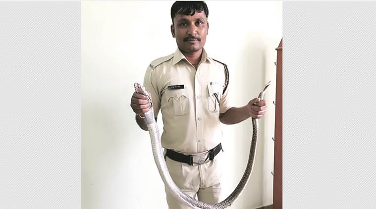 Maharashtra: Taloja prison guard doubles as snake catcher | Mumbai News ...