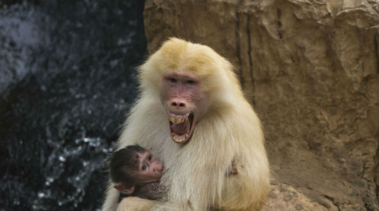 Scientists hear voice of ancient humans in baboon calls claims new ...