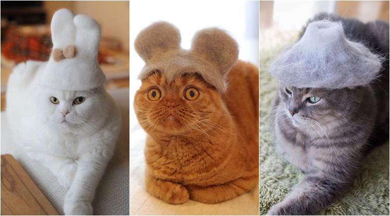 Japanese photographer makes adorable hats for his cats, but the real ...