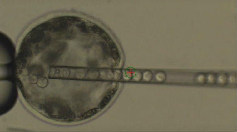 Scientists create first human-pig embryos, says new study | Technology ... Scientists create first human-pig embryos, says new study | Technology ...