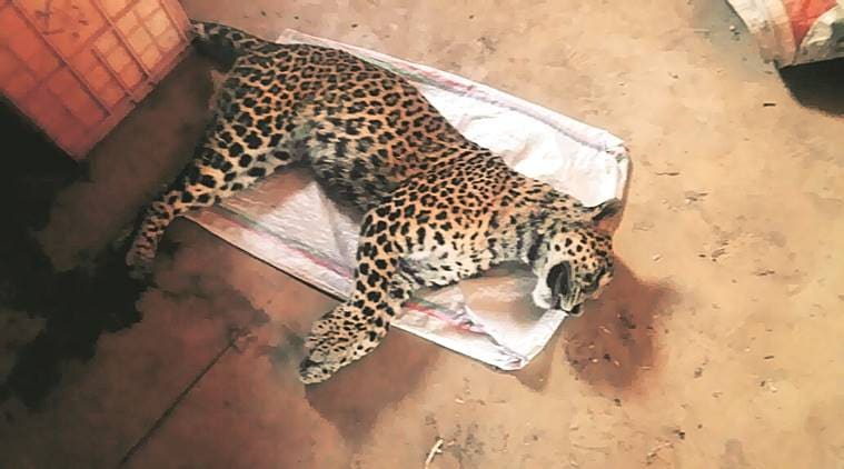 Leopard cub found dead in Khed, post-mortem suggests death due to head ...
