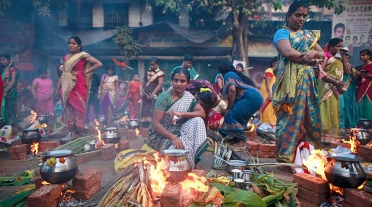 Pongal 2017: Tamil Harvest Festivals, Customs, Traditions, Significance ...