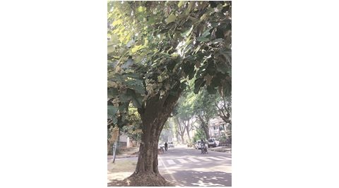 Kanak Champa is also popular as the ‘dinner plate tree’ in Punjab, and ...