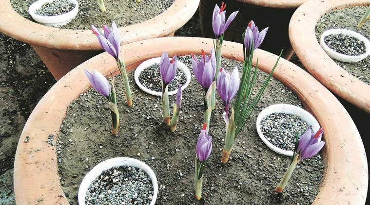 Pune: National Chemical Laboratory grows saffron in a greenhouse | Pune ...