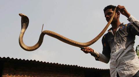 Florida enlists snake hunters from India to catch pythons | India News ...