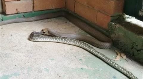 VIDEO: Poisonous Eastern Brown snake filmed swallowing a python in ...
