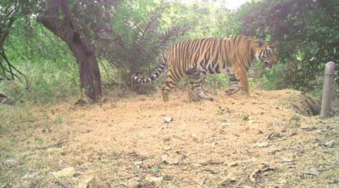 Finally, Himachal Pradesh to have tigers at Renuka | Shimla News - The ...