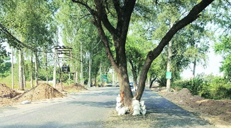 Ghazipur-Baltana Road: Trees in middle, this stretch poses danger to ...
