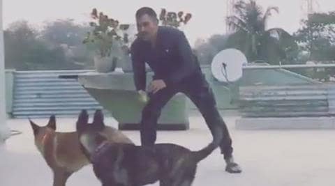 MS Dhoni shares video of him training his dogs, watch video | Cricket ...