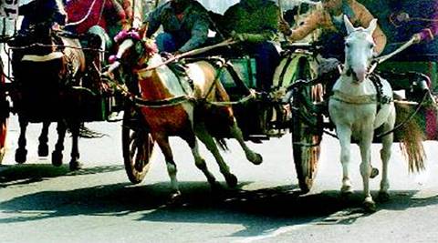 Rajasthan: MLA wants Jallikattu-like ordinance for ‘Tonga Race’ | India ...