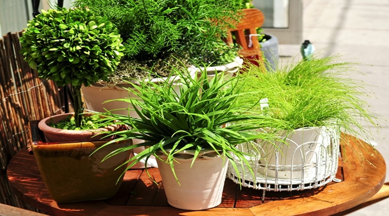 Easy ways to create a garden at home | Life-style News - The Indian Express
