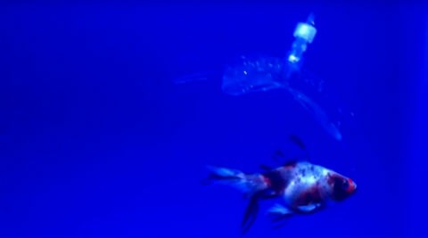New hydrogel robots developed by engineers can catch and release live ...