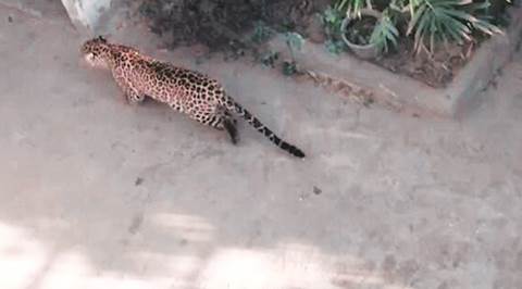 Leopard that ventured into Palwal released into the wild after 12 hours ...