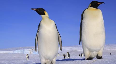 Ancient giant penguin lived alongside dinosaurs: Study | Technology ...