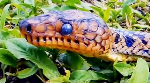 World’s rarest boa snake spotted for the first time in 64 years ...