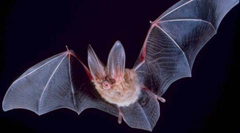 Prehistoric ancestor of leukaemia virus found in bats | Health News ...