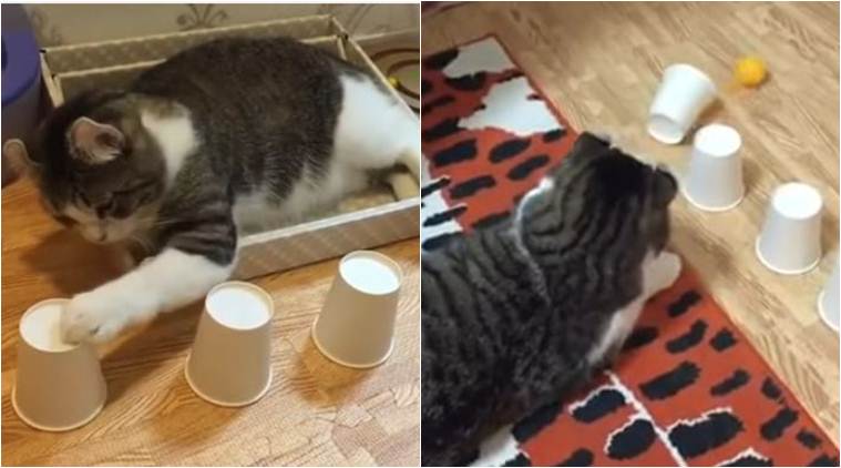 WATCH: Internet is going crazy with this cat’s amazing cup-and-ball ...
