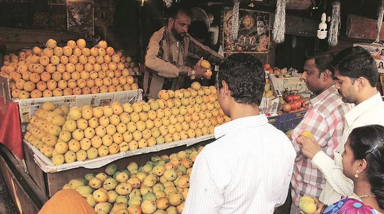 Devgad farmers to brand their mangoes | Pune News - The Indian Express