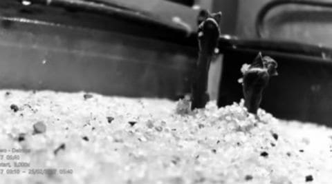 Experiment suggests potatoes could actually grow on Mars | Technology ...