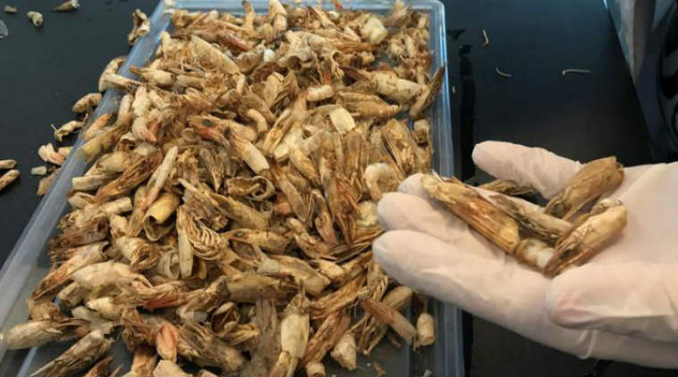 Egyptian researchers create biodegradable plastic using shrimp shells ...