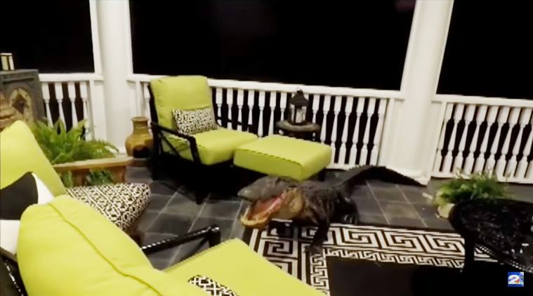 WATCH: 9ft-long alligator breaks into US house as ‘unwelcome Easter ...