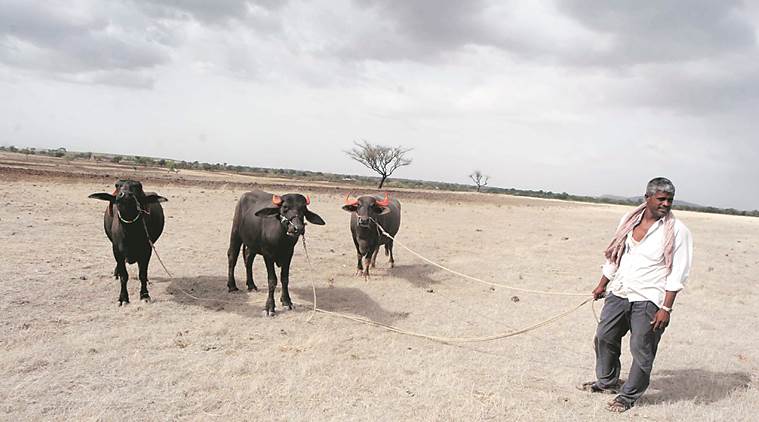 Livestock census to focus on breed details of cattle, goats and sheep ...