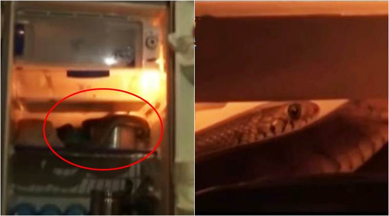 WATCH: To beat the heat, a cobra takes refuge inside a fridge at a ...