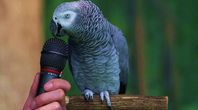 WATCH: Einstein, the parrot, can bark like a dog and scare you like a ...