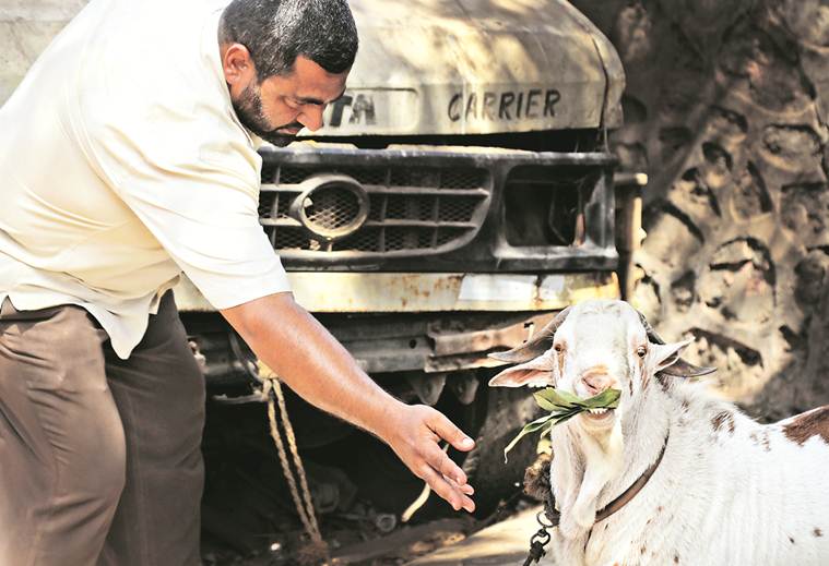 Goat trade booms online | India News - The Indian Express