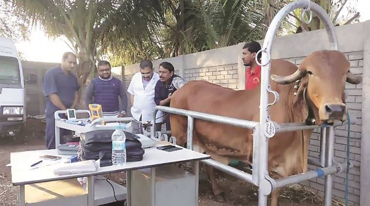 Bovine IVF: Mobile lab helps farmers breed perfect calves | Pune News ...