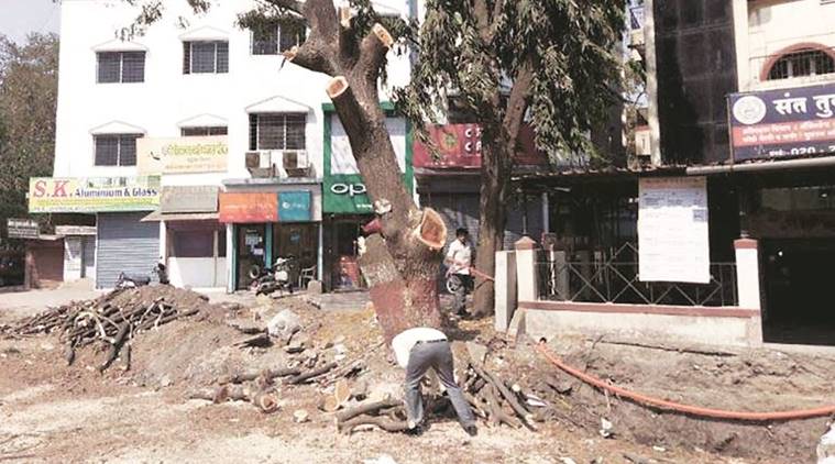 Pune: Tree felling between Dehu Road-Nigdi suspended till May 3 | Pune ...