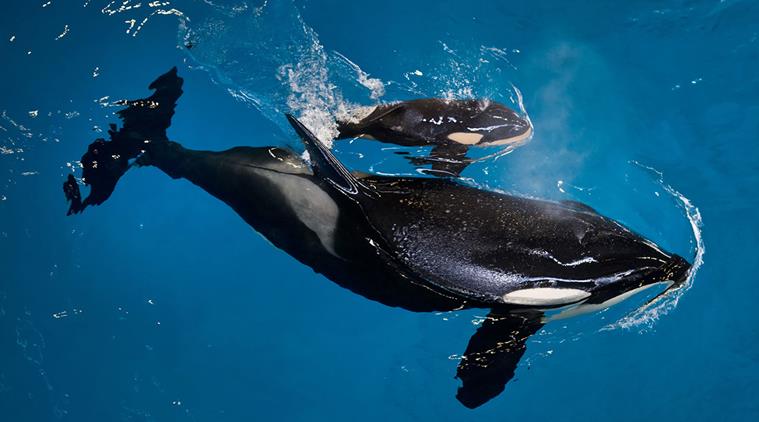 Chemical pollution threatens to wipe out killer whales: Study | World ...