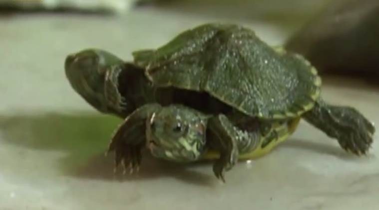 Whoa! Turtle with two heads and six legs discovered in China | Trending ...