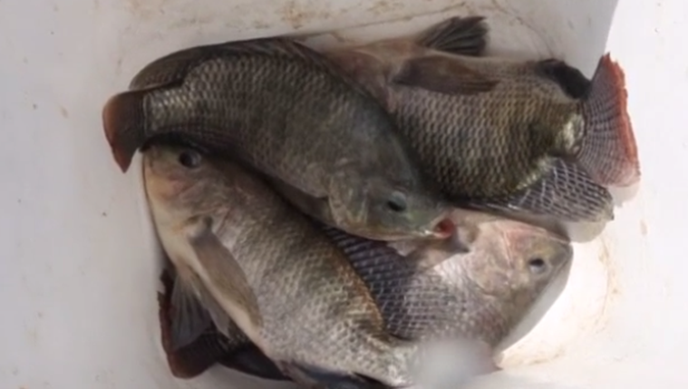 WATCH: Good news! Brazilian doctors are trying tilapia fish skin to ...