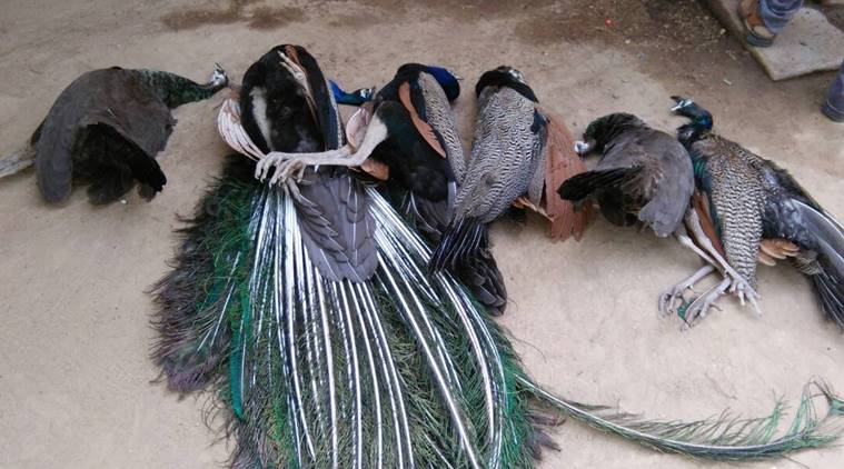 Six peacocks killed using poisonous seeds in UP, poacher arrested ...
