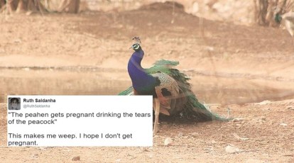 Memes Of Peacocks