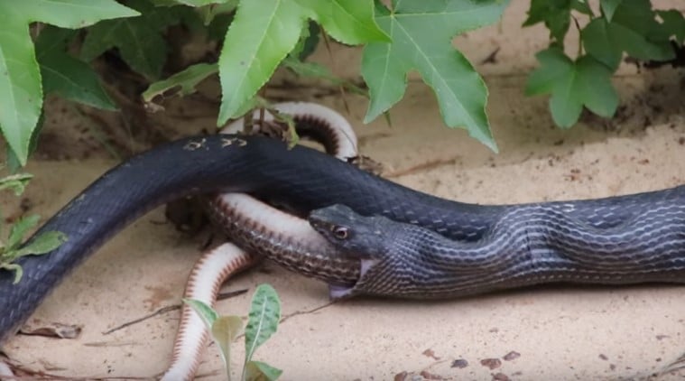 Yikes! This video of a snake vomiting another live snake will freak you ...