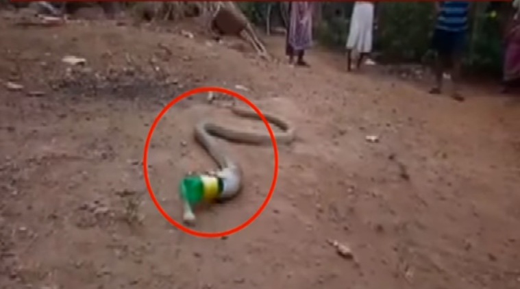 WATCH: This video of a snake vomiting a plastic bottle is the most ...