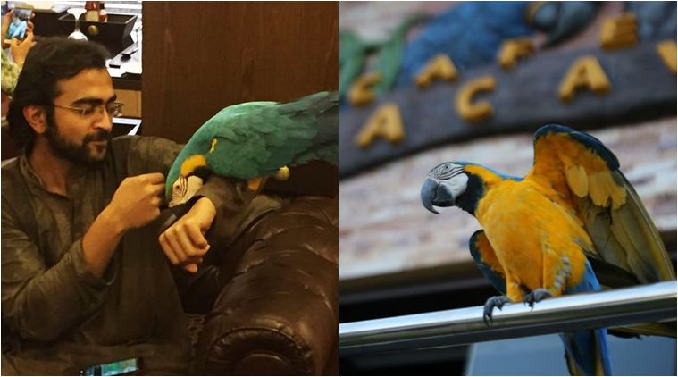 Café Macaw: This unique Pakistan restaurant lets you share a meal with ...