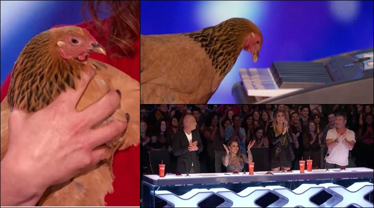 WATCH: Unbelievable! This chicken played piano at America’s Got Talent ...