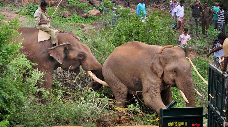 Two forest staff injured in elephant attack in Coimbatore | India News ...