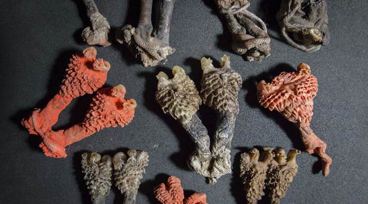 Dried lizard penises from India being sold as rare plant root ‘that ...