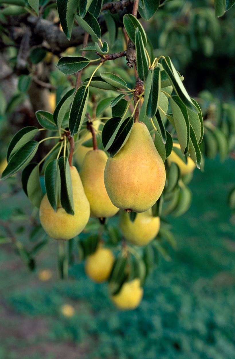 Benefits of PEAR: Here are 9 reasons why the wonder fruit is good for ...