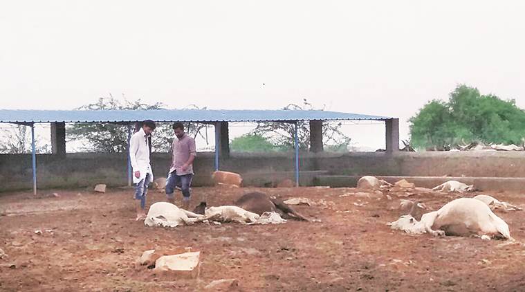 65 cows die of fodder poisoning in Kutch | Rajkot News - The Indian Express