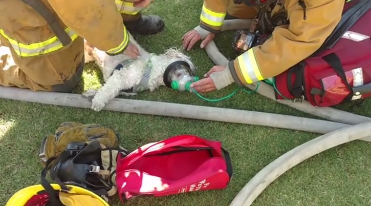 WATCH: Firemen rescuing a puppy from a burning house will reinstate ...